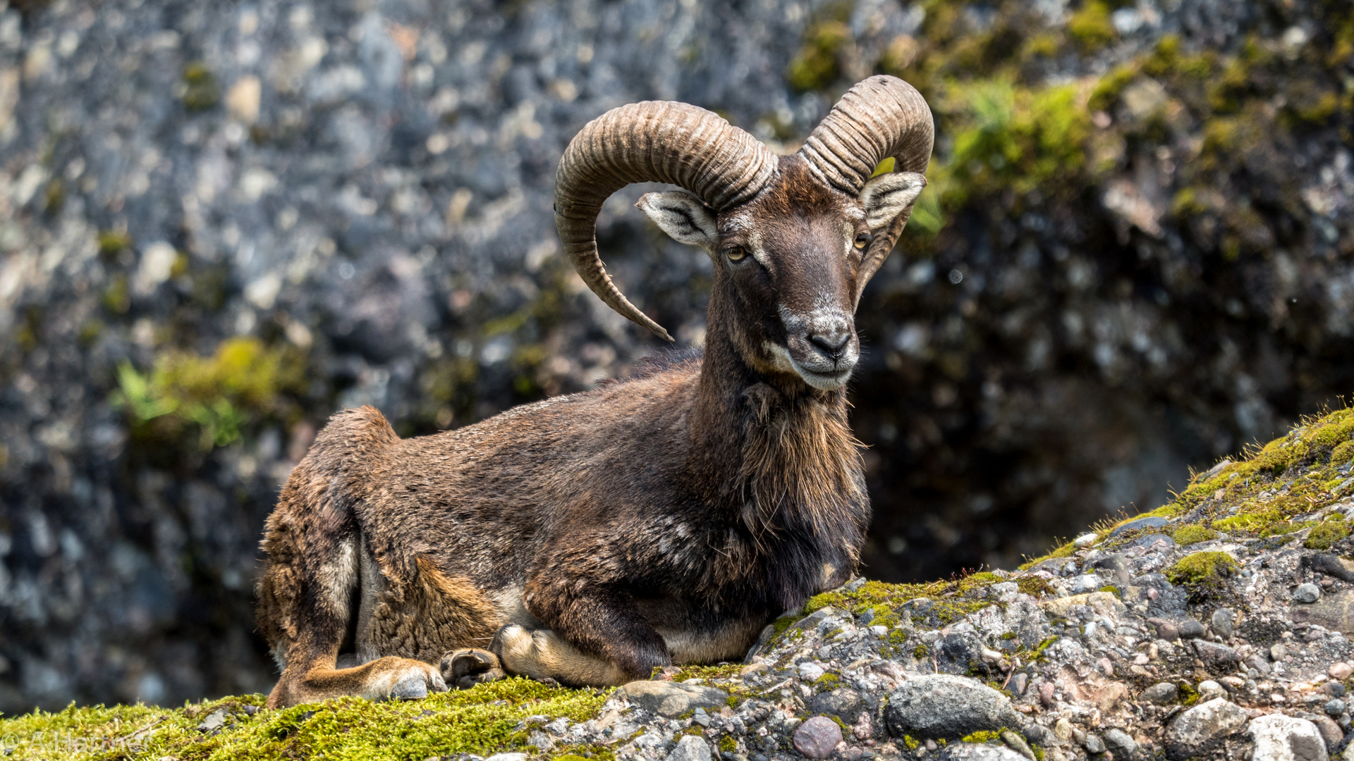 Widder Foto & Bild | fotos, wald, natur Bilder auf fotocommunity