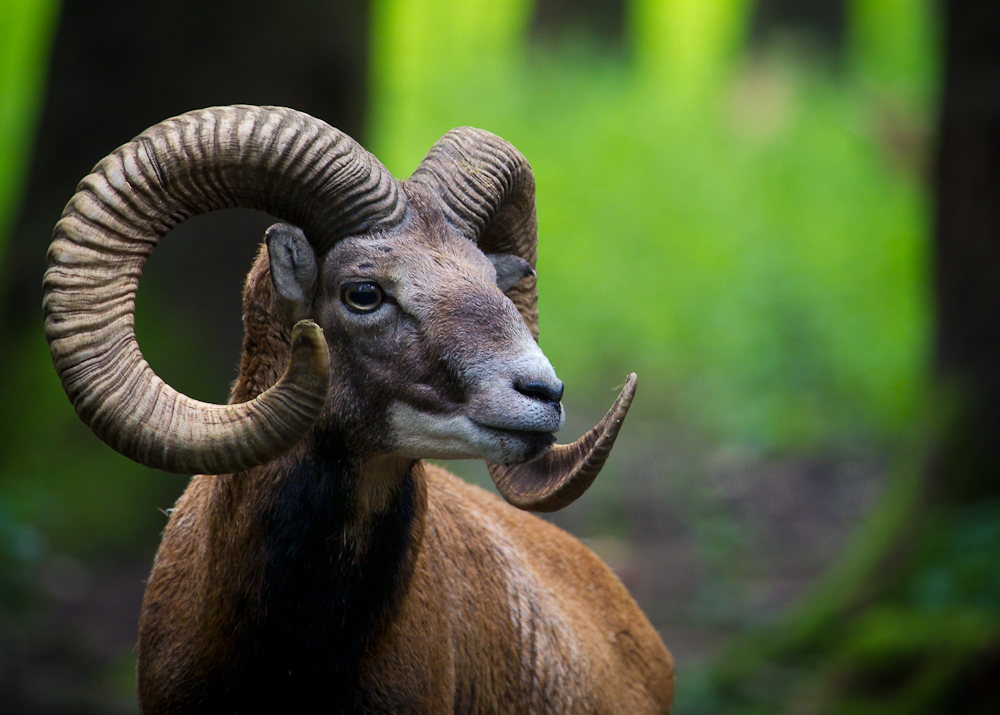 -- Widder -- Foto & Bild | tiere, zoo, wildpark & falknerei, natur ...