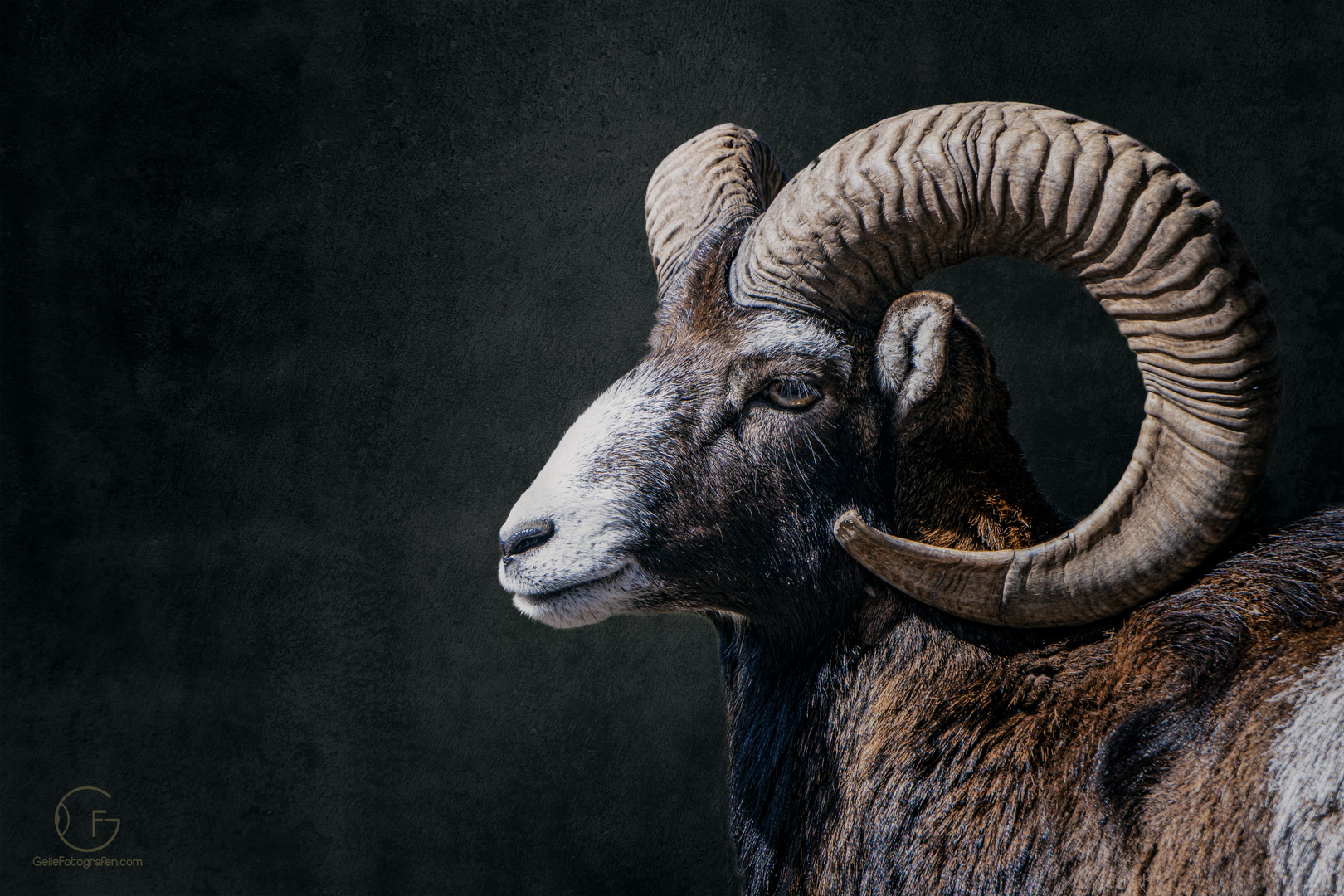 Widder Fine Art Portrait Foto & Bild | tiere, zoo, wildpark & falknerei ...