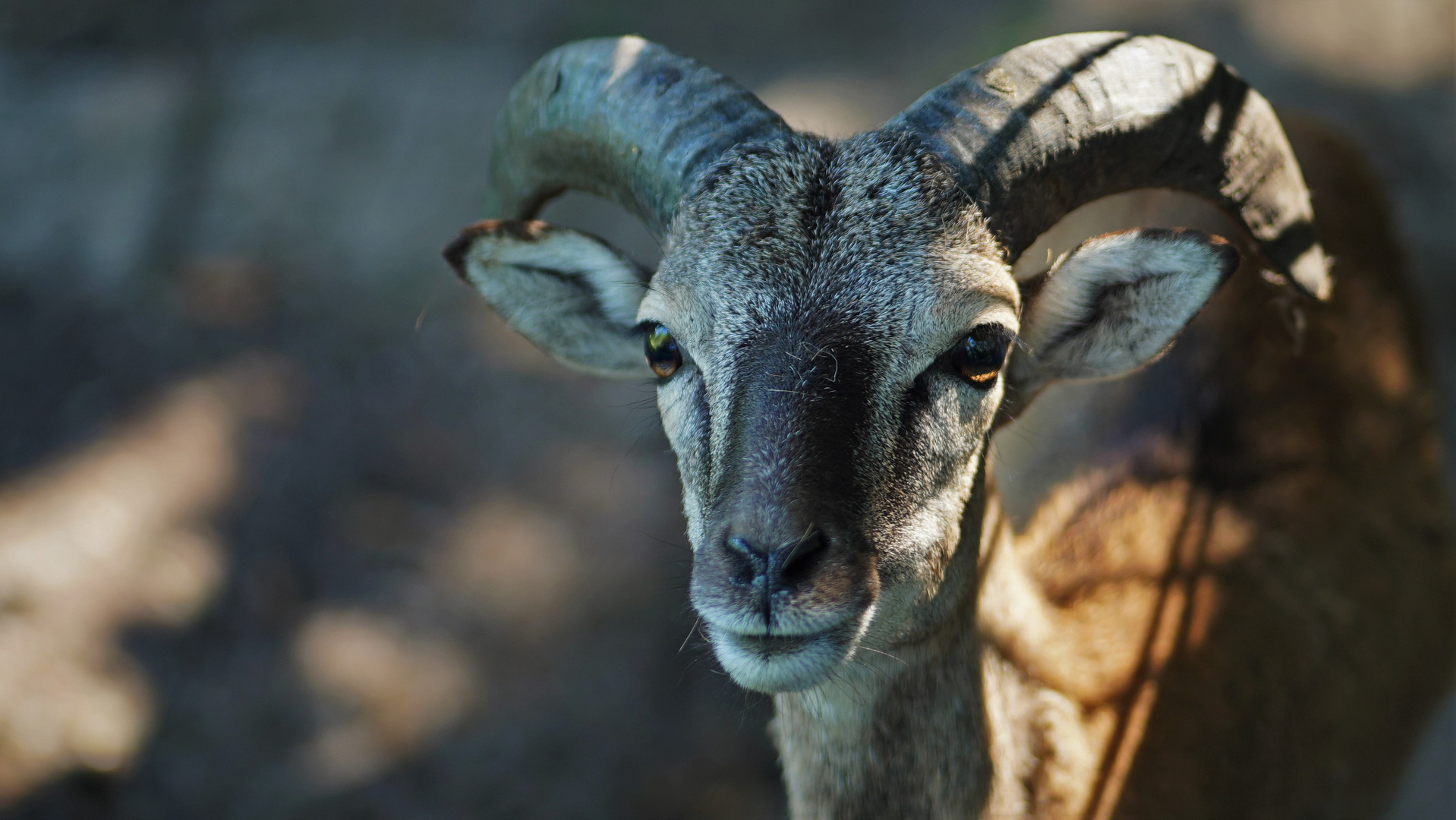 Widder im Porträt Foto & Bild | tiere, zoo, wildpark & falknerei ...