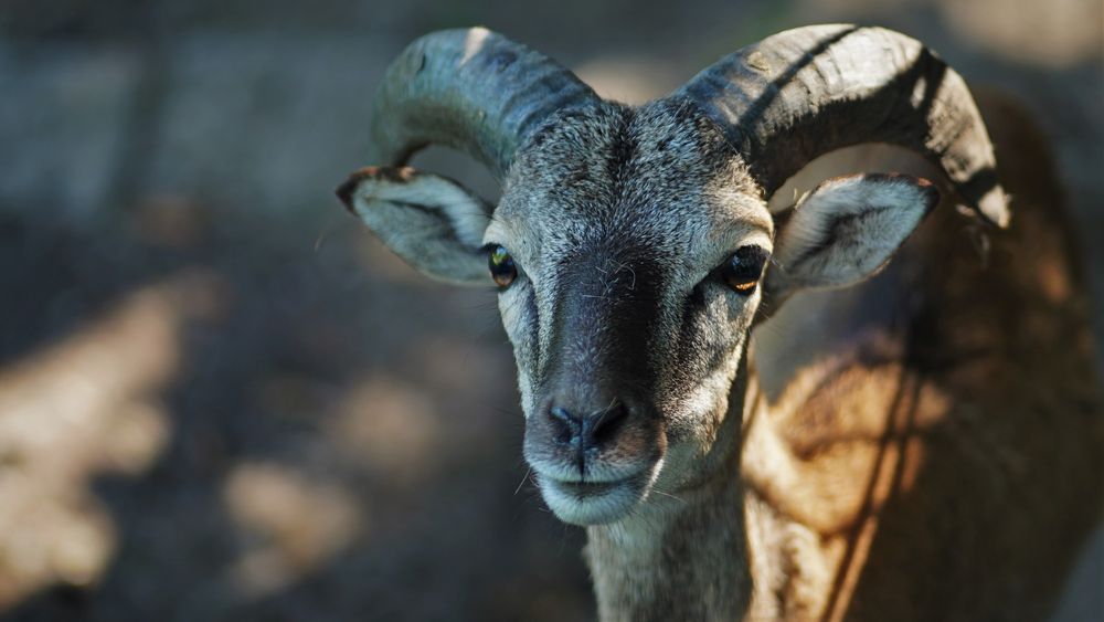 Widder im Porträt Foto & Bild | tiere, zoo, wildpark & falknerei ...