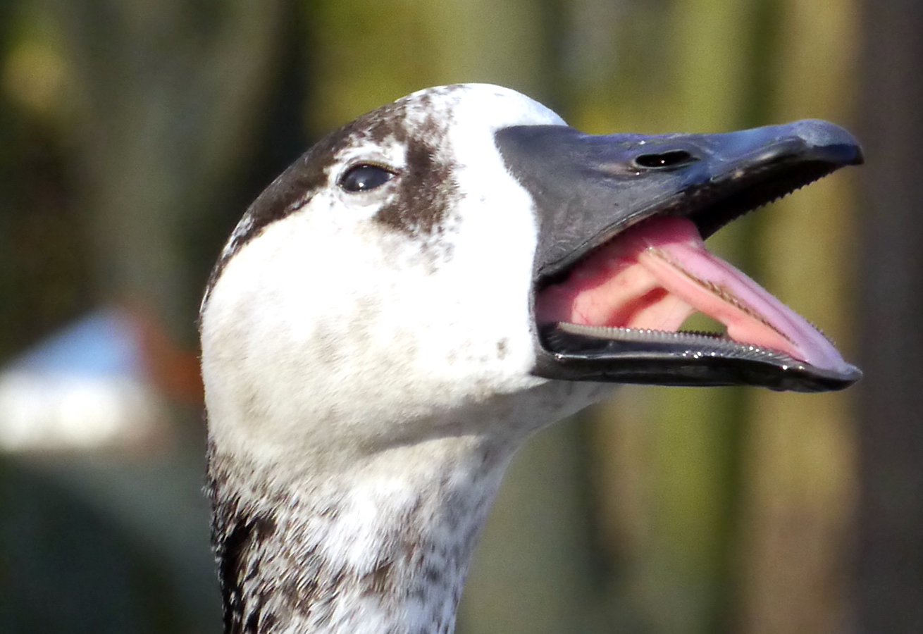 Widerhaken auf der Zunge - Der Wildgans in den Schnabel geschaut Foto ...