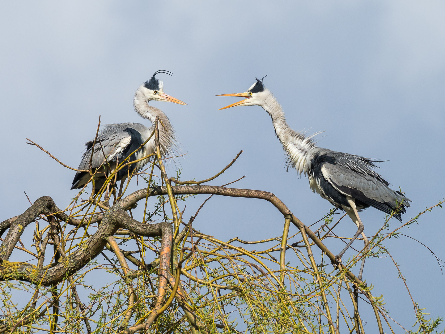 Widerworte... Foto & Bild | tiere, wildlife, wild lebende vögel Bilder ...