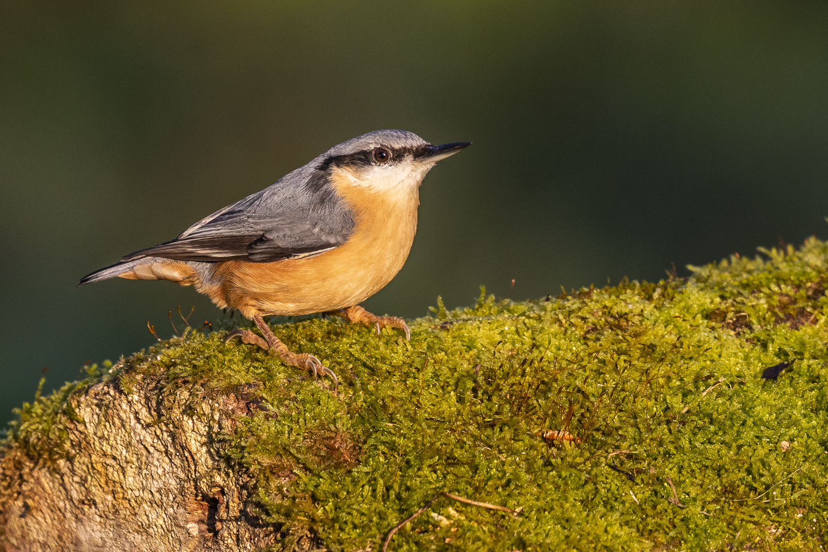Wie alle Vogeleltern.... Foto & Bild | wildlife vögel Bilder auf ...