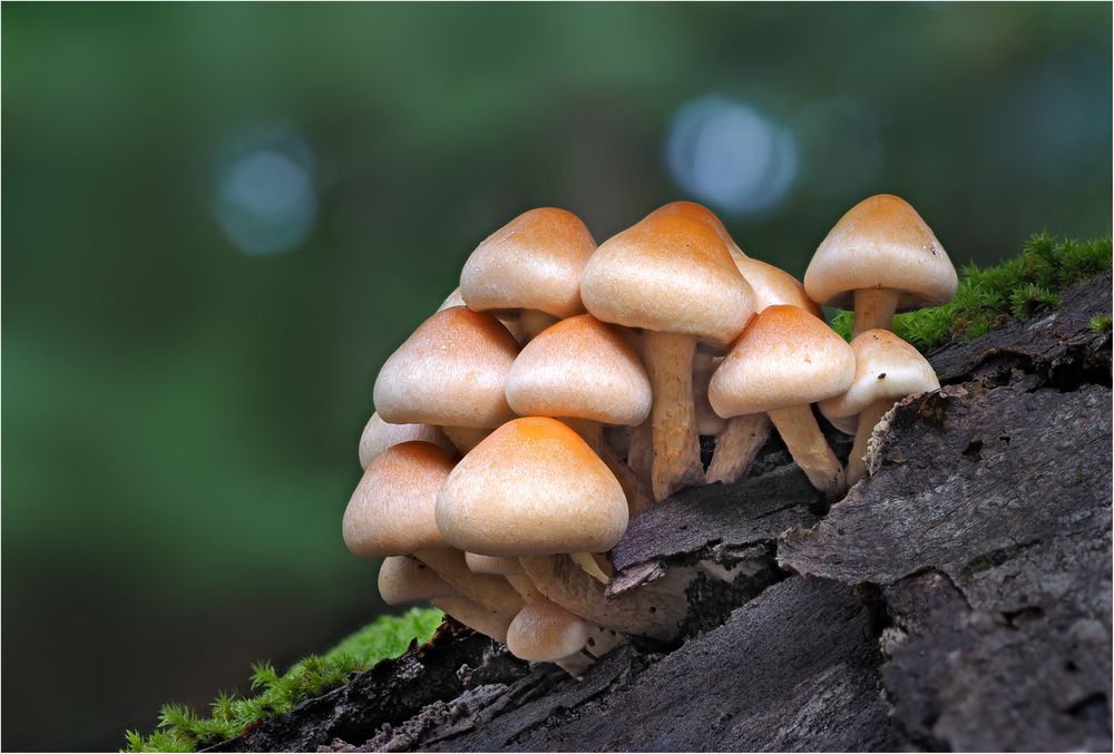 Wie aus dem Ei gepellt Foto & Bild | wald, makro, natur Bilder auf ...