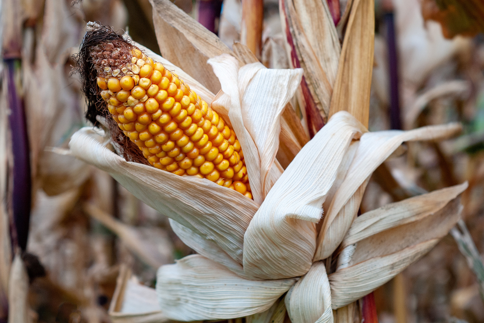 "Wie aus dem Ei gepellt" Foto & Bild | industrie und technik, pflanzen ...