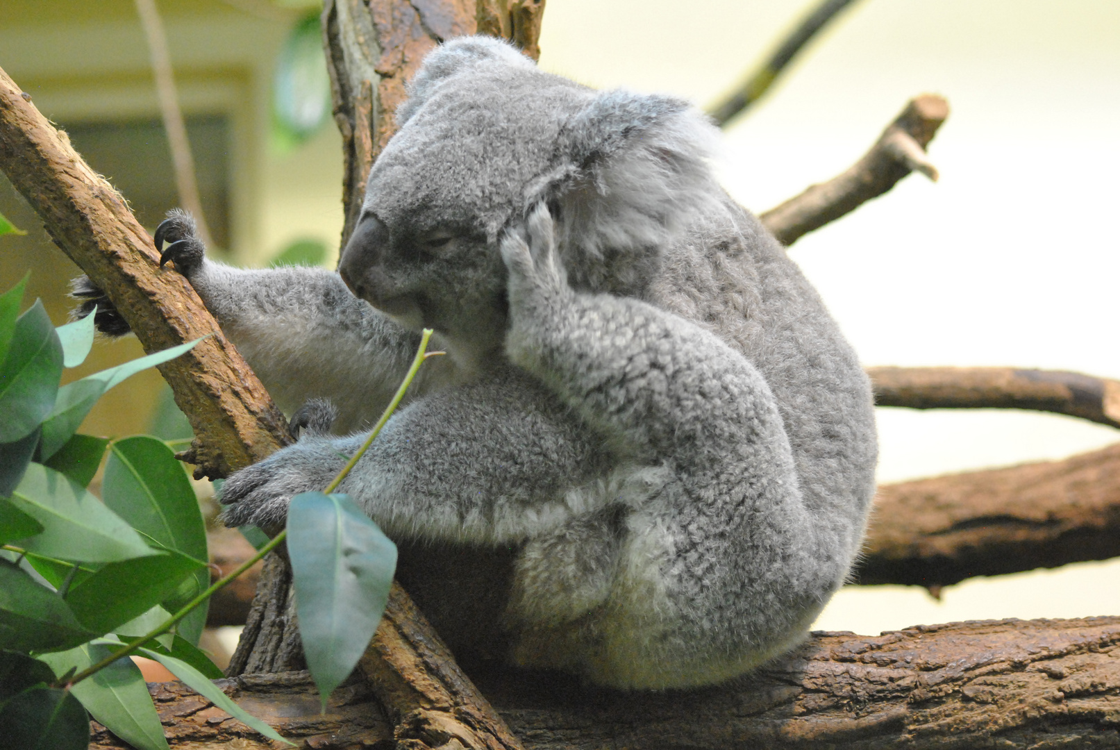 Wie bitte Foto & Bild | tiere, zoo, wildpark & falknerei, säugetiere Bilder auf fotocommunity