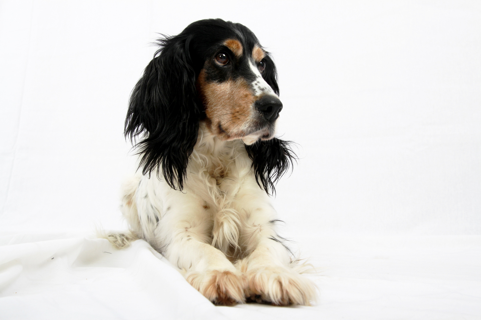 Wie bitte..., lieb gucken... ? Jaaaah, kann ich auch :-) Foto & Bild ...