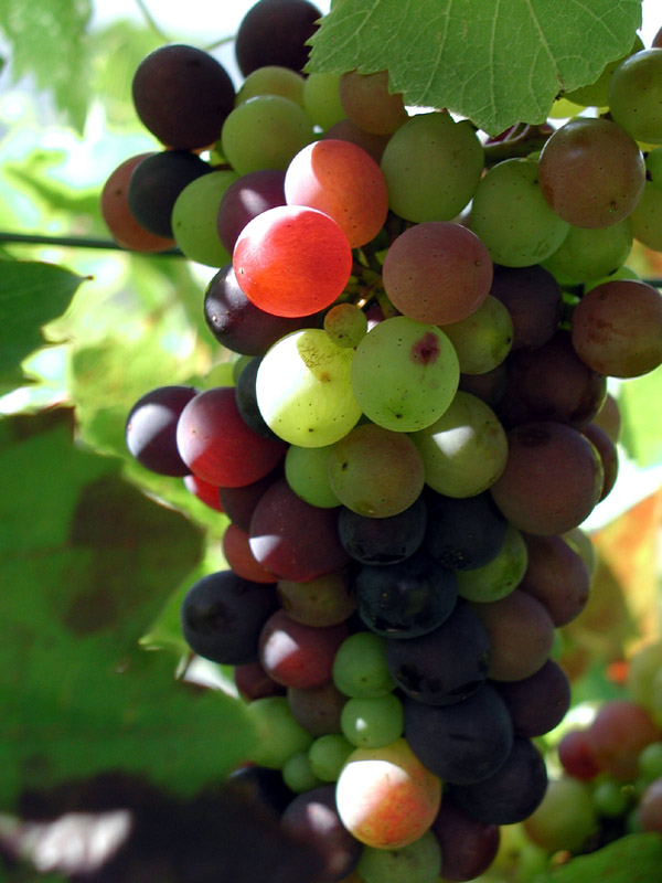 wie der saft einer sehr süssen frucht von dem man lange im traum trinkt ...