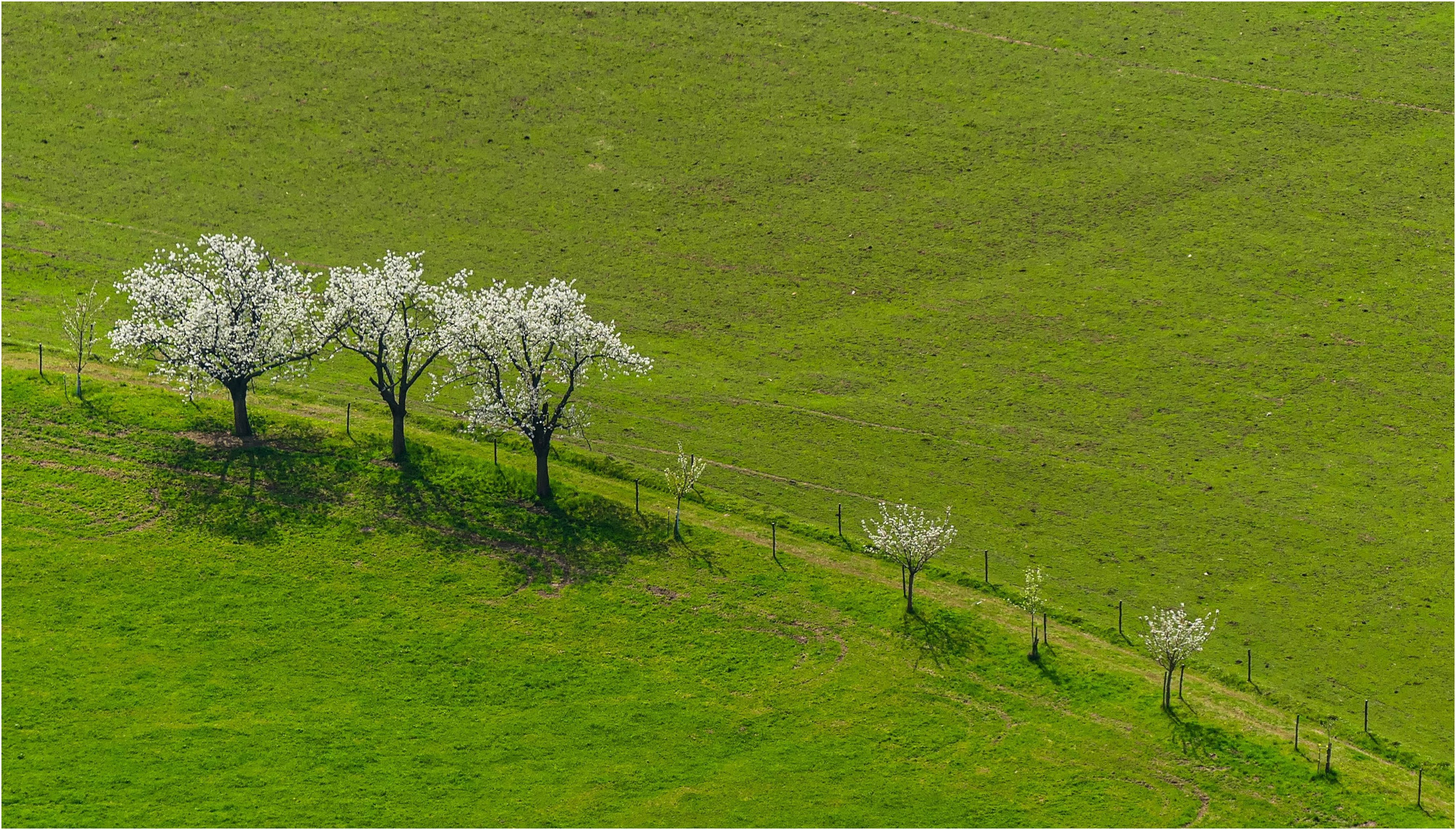Wie die Alten sungen, so zwitschern auch die Jungen Foto & Bild ...