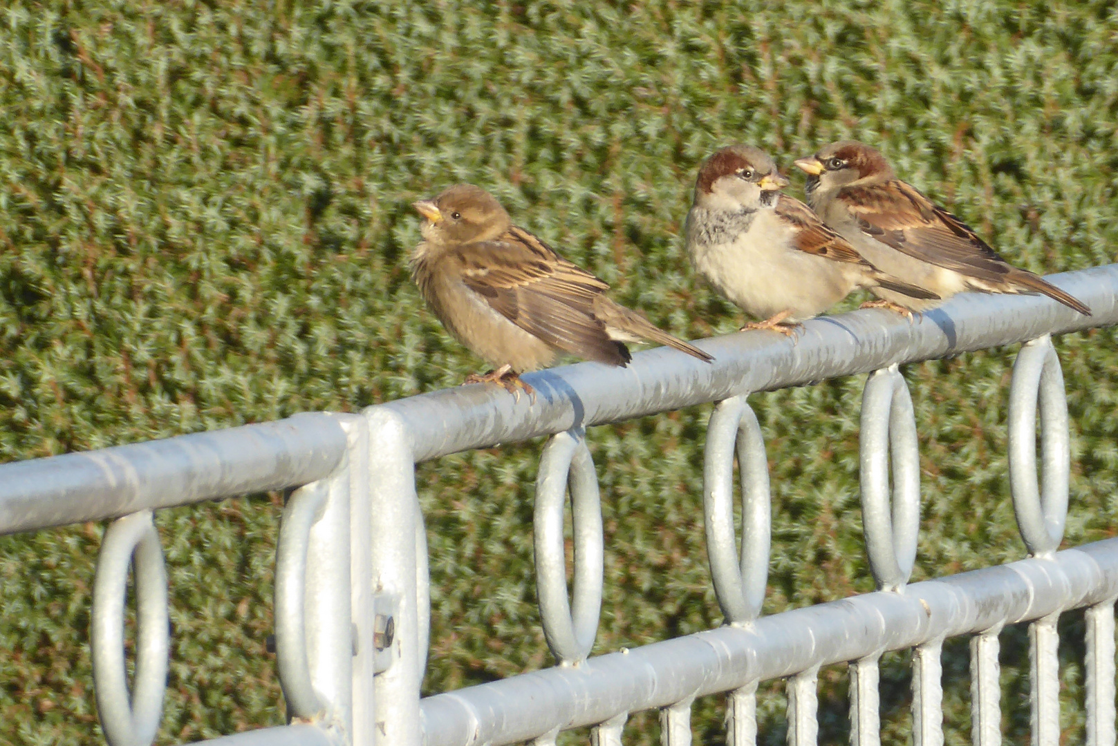 wie die Hühner auf der Stange Foto & Bild | tiere, wildlife, wild ...