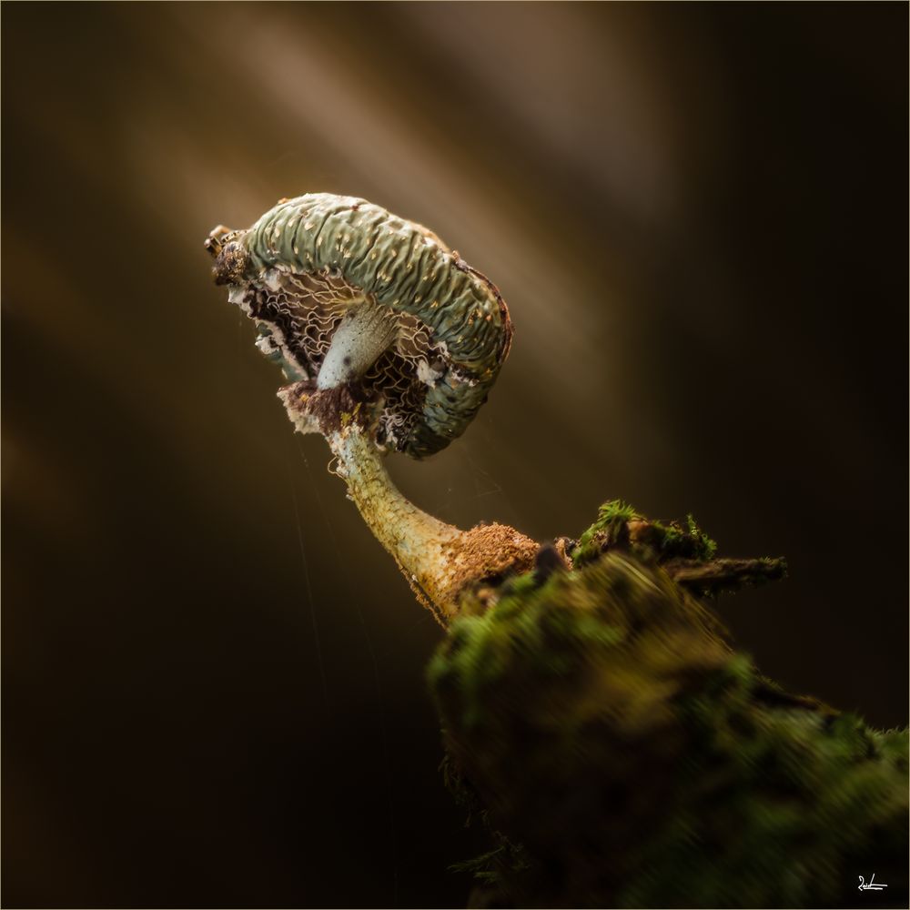 wie die Zeit vergeht Foto & Bild | pflanzen, pilze & flechten, pilze & flechten, natur-kreativ ...