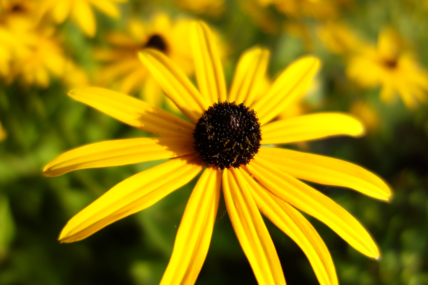 wie ein Stern Foto & Bild | pflanzen, pilze & flechten, blüten ...
