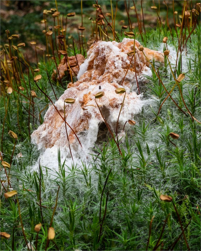 wie ein Ungeheuer ..... Foto & Bild | pflanzen, pilze & flechten, pilze & flechten, pilze ...