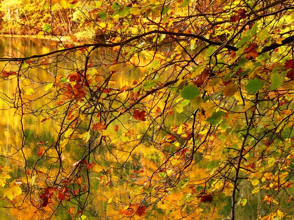 Wie gemalt Foto & Bild | landschaft, jahreszeiten, herbst Bilder auf fotocommunity