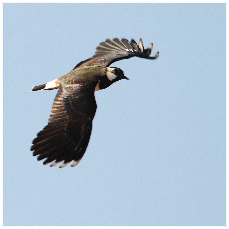 Wie heißt dieses Fogi? Foto & Bild | tiere, wildlife, wild lebende ...