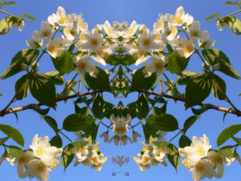 Wie heist der Strauch Foto & Bild | natur-makros, natur-kreativ ...