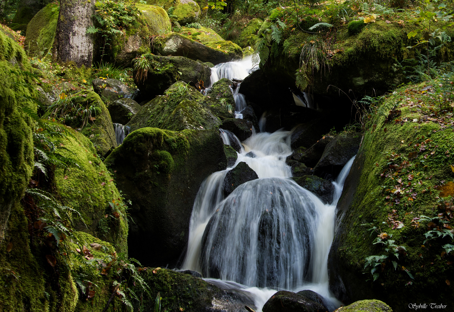 Wie im Zauberwald Foto & Bild | deutschland, europe, baden- württemberg ...