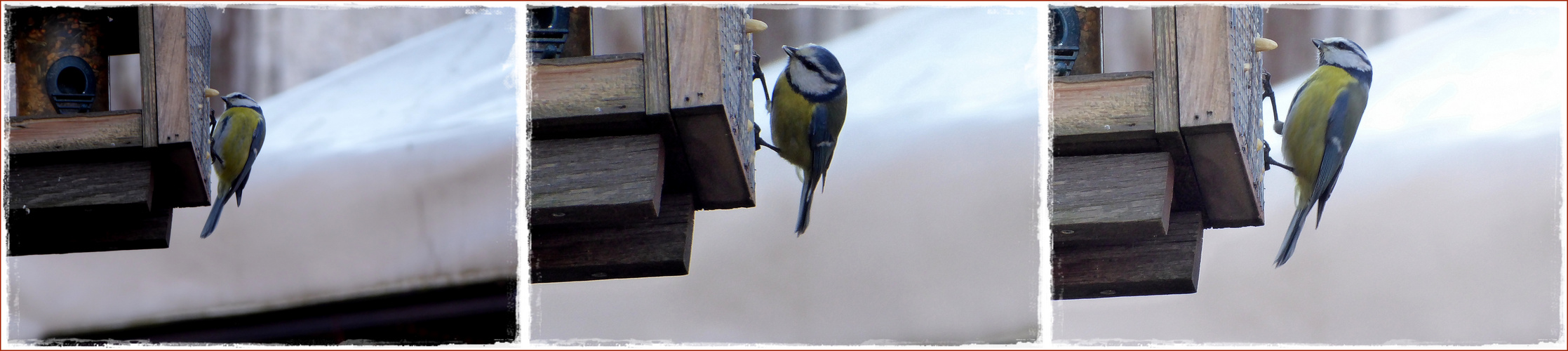 wie komm ich nur an diese doofe Nuss Foto & Bild | tiere, wildlife ...