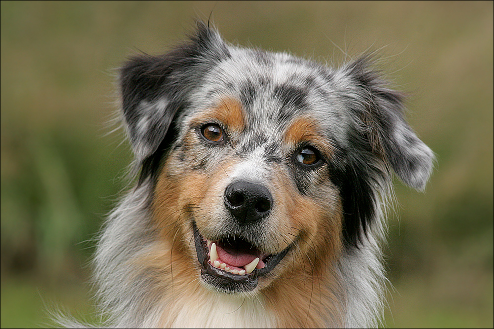 Wie lacht der Hund? Foto & Bild | tiere, haustiere, hunde Bilder auf ...