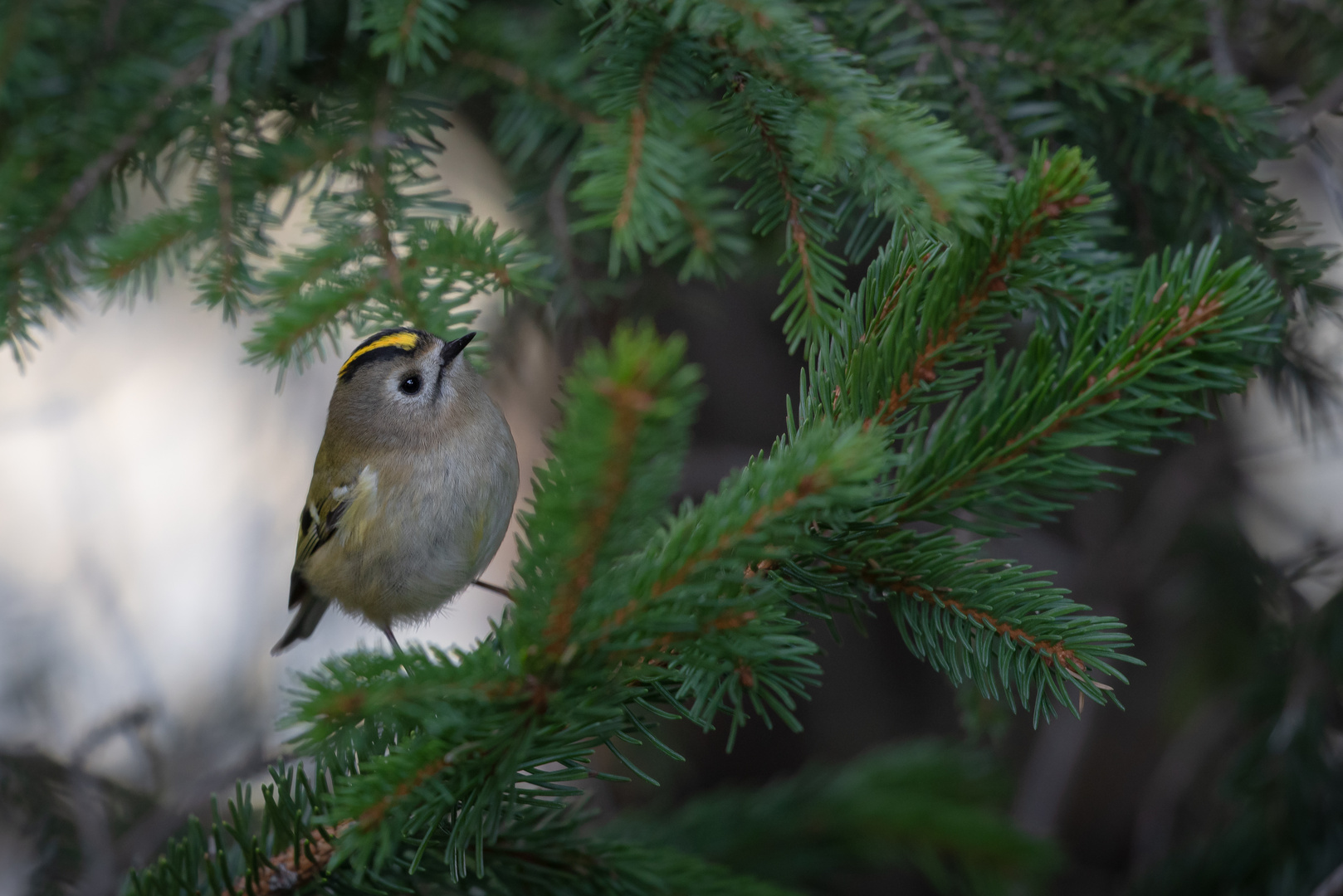 Wie macht er das bloss ?? Foto & Bild | tiere, wildlife, wild lebende ...
