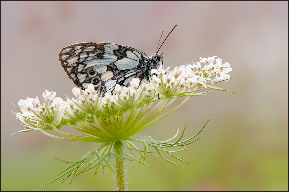 Wie man sich bettet... Foto & Bild | tiere, wildlife, schmetterlinge ...