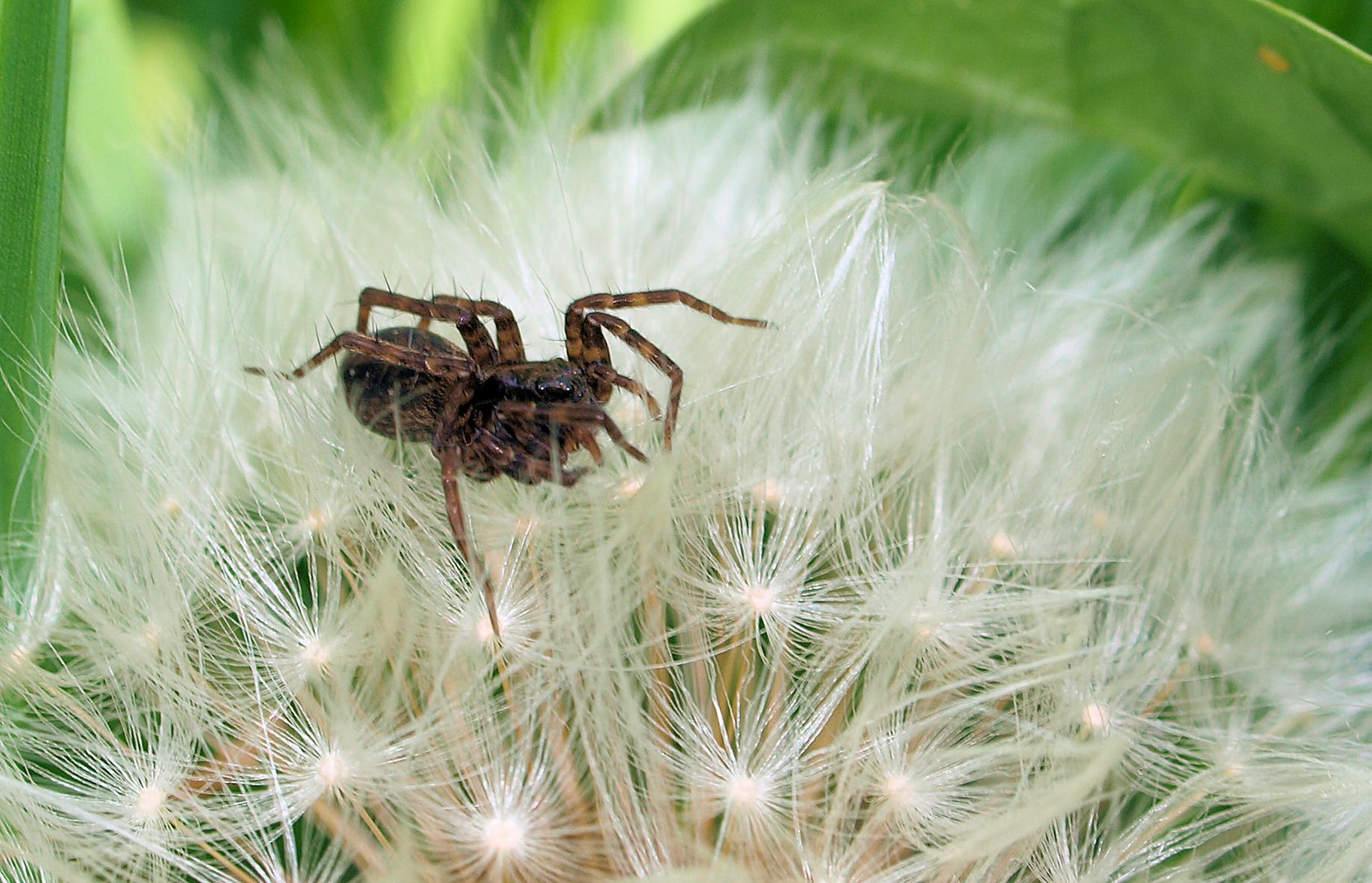 Wie man sich bettet.... Foto & Bild | tiere, wildlife, spinnen Bilder ...