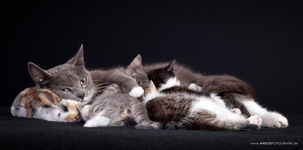 Wie man sich bettet... Foto & Bild | tiere, tierfreundschaften, natur ...