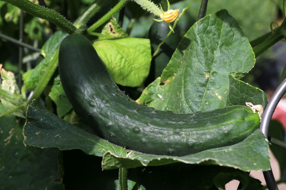 wie man sich bettet, so liebt man... Foto & Bild | deutschland, europe ...