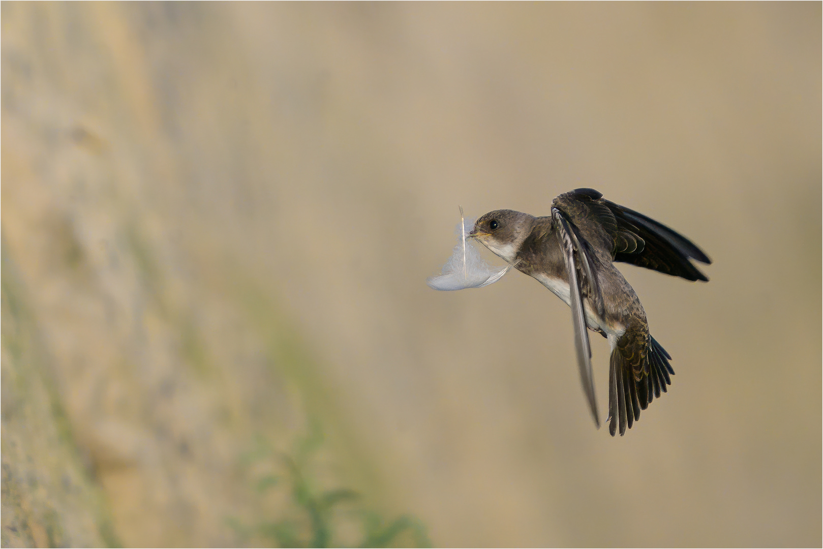Wie man sich bettet, so liegt man Foto & Bild | natur, tiere, vögel ...