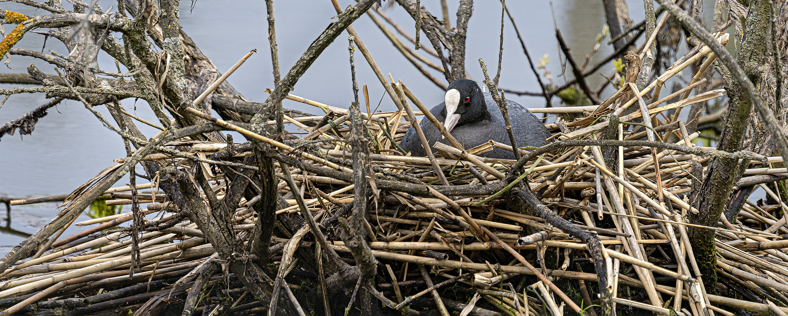 Wie man sich bettet, so liegt man. Foto & Bild | frühling, natur, tiere ...