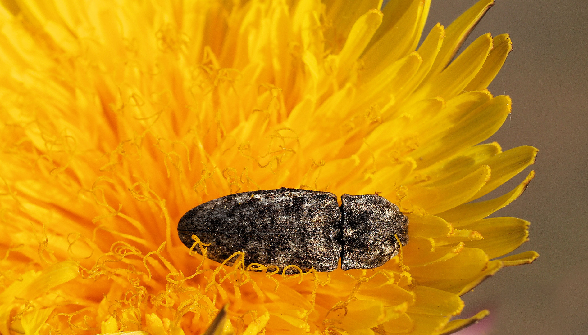 Wie man sich bettet so liegt man... Foto & Bild | fotos, natur, insekt ...
