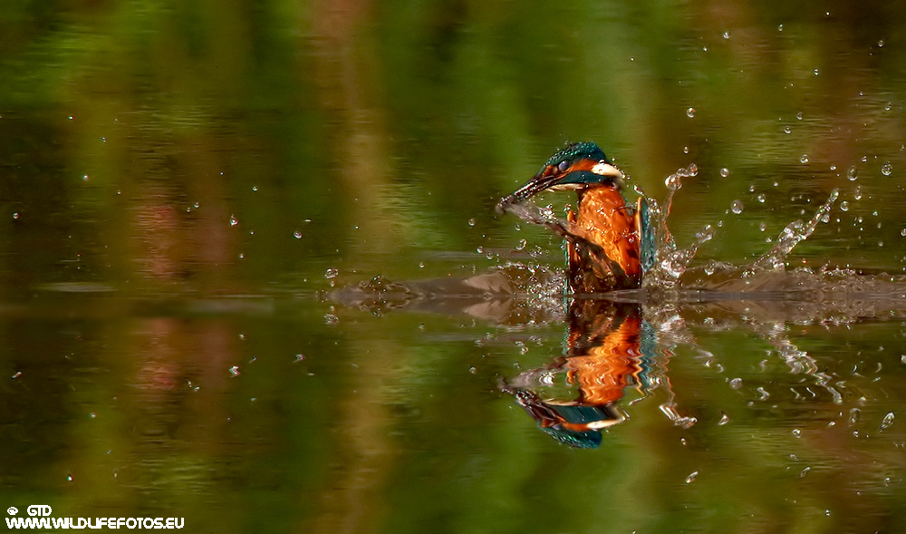 Wie Phoenix aus der Asche Foto & Bild | nature, natur, vogel Bilder auf ...