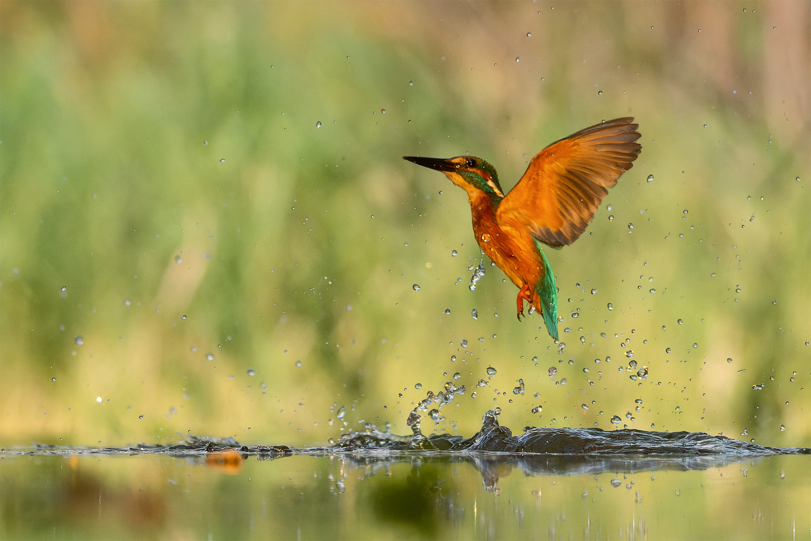 Wie Phoenix aus der Asche :-) Foto & Bild | tiere, wildlife, wild ...