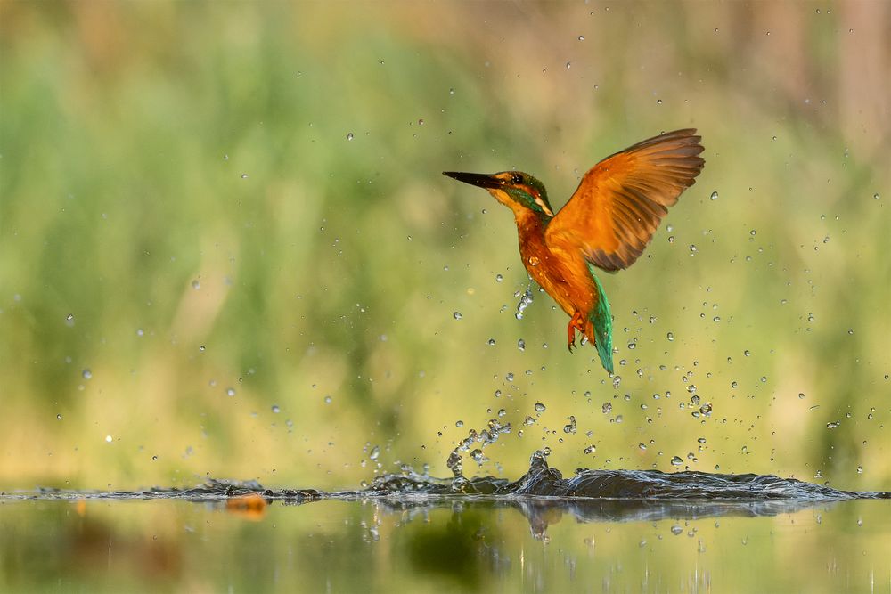 Wie Phoenix aus der Asche :-) Foto & Bild | tiere, wildlife, wild ...