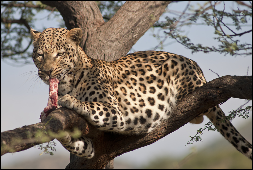 wie zäh ist denn das ... Foto & Bild | tiere, zoo, wildpark & falknerei ...