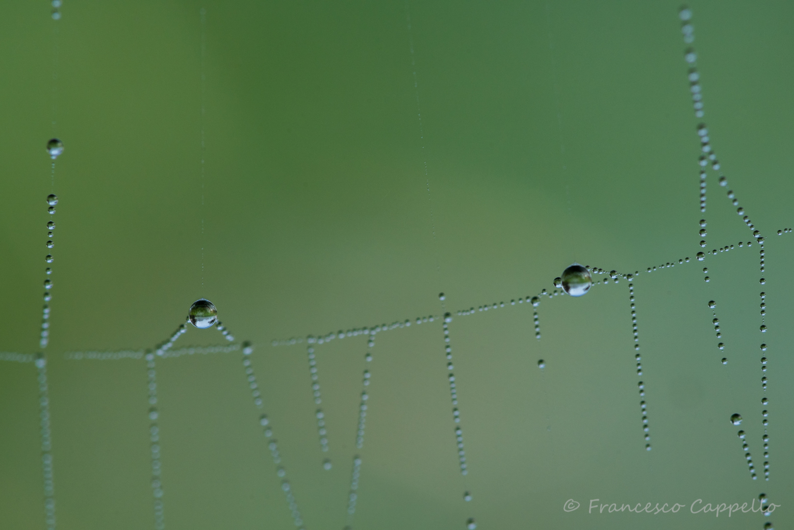 wie zwei Perlen ... Foto & Bild | abstraktes, jahreszeiten, herbst ...