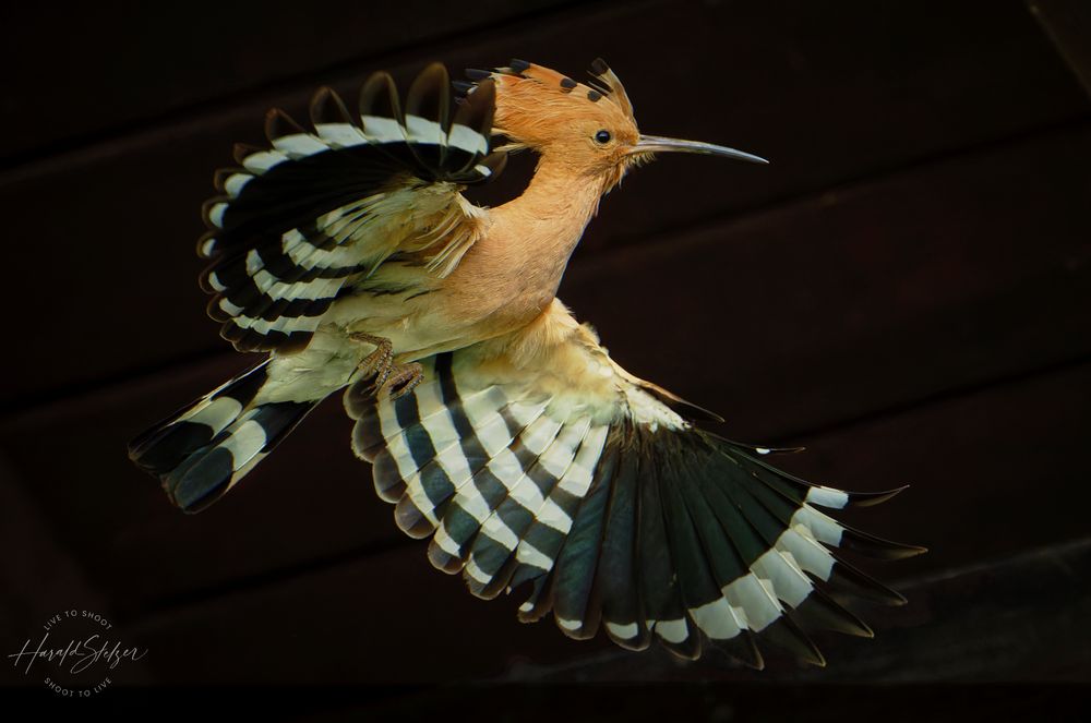 Wiedehopf vor dem Giebel Foto & Bild | tiere, wildlife, wild lebende vögel Bilder auf fotocommunity