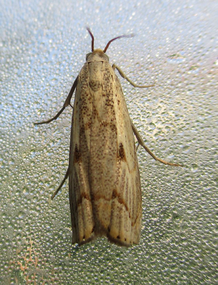 wieder ein Unbekannter von Ende August Foto & Bild | schmetterlinge ...