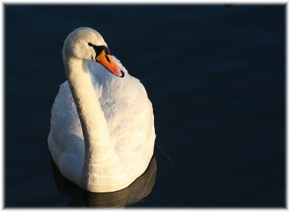 Wieder mal ein Schwan Foto & Bild | tiere, wildlife, wild lebende vögel ...