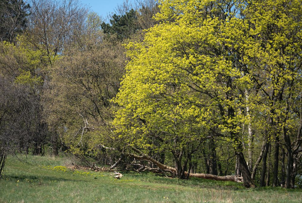 Wienerwald Foto & Bild | europe, Österreich, landschaft Bilder auf ...
