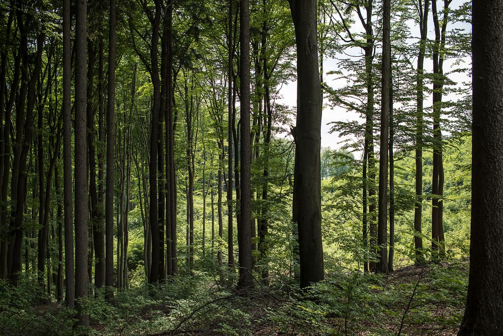 wienerwald Foto & Bild | landschaften, nikon, wald Bilder auf fotocommunity