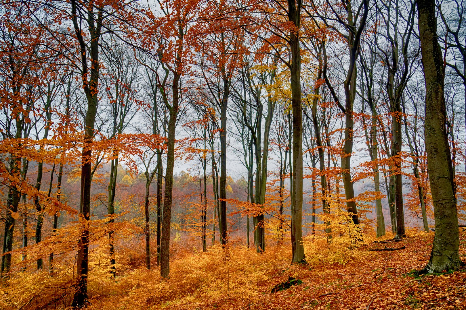 Wienerwald Foto & Bild | landschaft, jahreszeiten, herbst Bilder auf ...