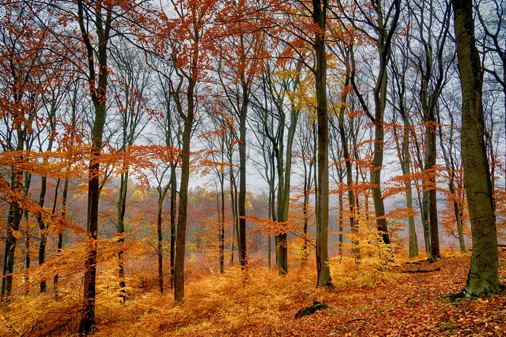 Wienerwald Foto & Bild | landschaft, jahreszeiten, herbst Bilder auf fotocommunity