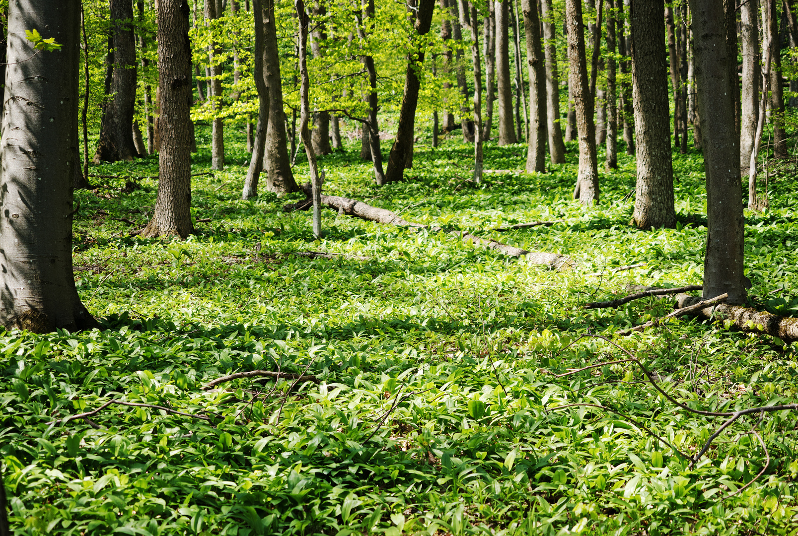 Wienerwald.. Foto & Bild | landschaft, jahreszeiten, frühling Bilder ...