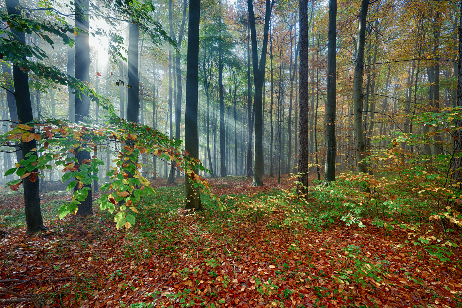 Wienerwald im Herbst Foto & Bild | landschaft, jahreszeiten, herbst Bilder auf fotocommunity
