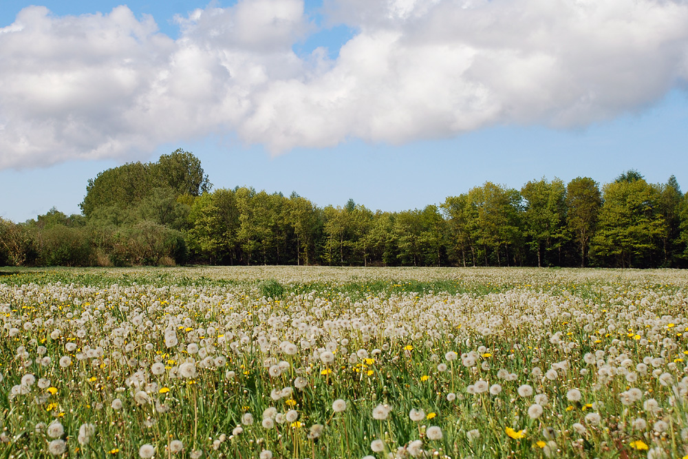 Wiese Foto & Bild | archiv projekte naturchannel, naturprojekte 2009 ...