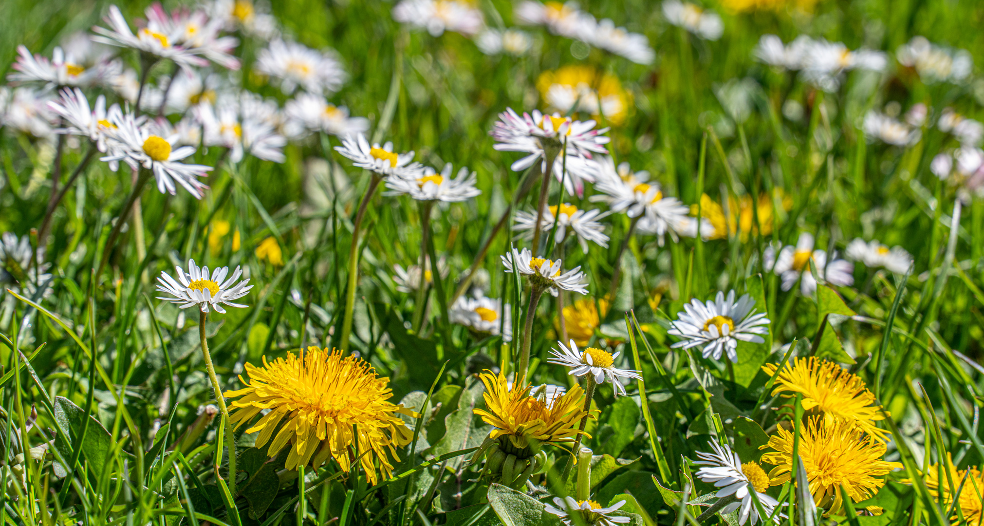 Wiese I Foto & Bild | landschaft, Äcker, felder & wiesen, botanik ...