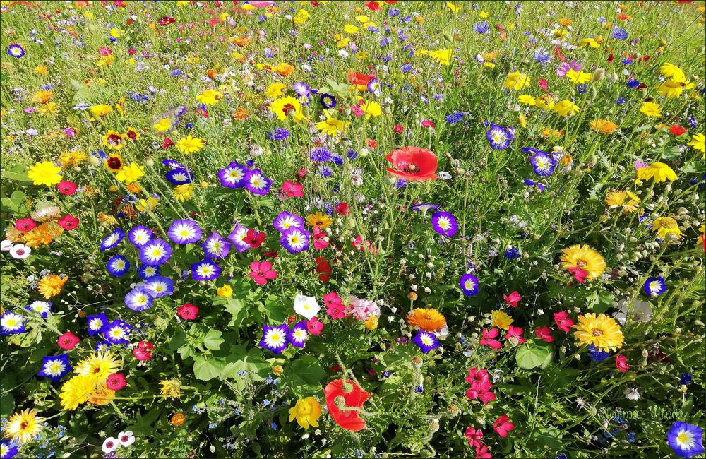Wiese juli 2020 Foto & Bild | landschaft , natur, blumen Bilder auf ...