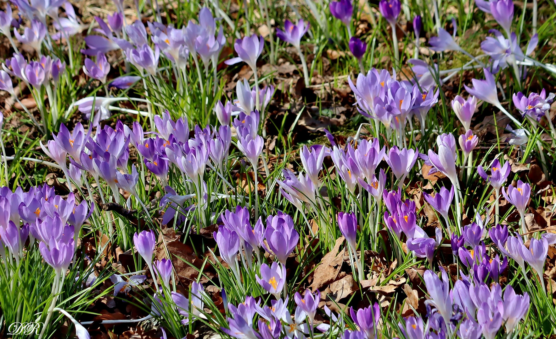 Wiese voller Krokusse Foto & Bild | fotos, natur, pflanzen Bilder auf ...